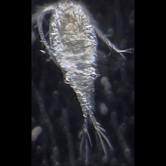 Zooplankton Taxonomist - specialized in freshwater identification