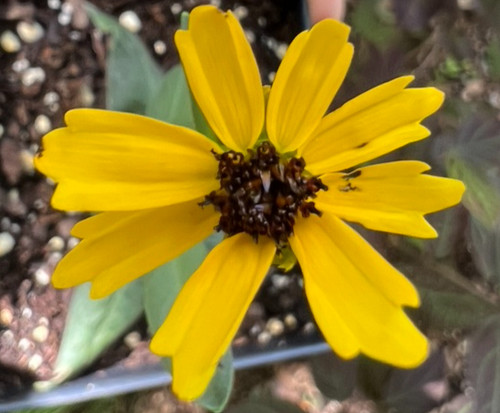 Discover the Beauty of Summer Sunshine Coreopsis
