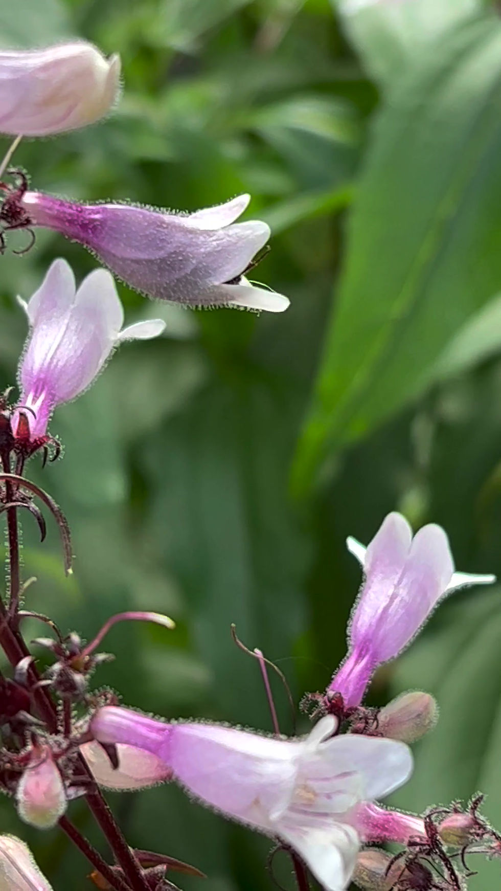 Penstemon 'Dark Towers' - Penstemon Penstemon beardtongue foxglove ...