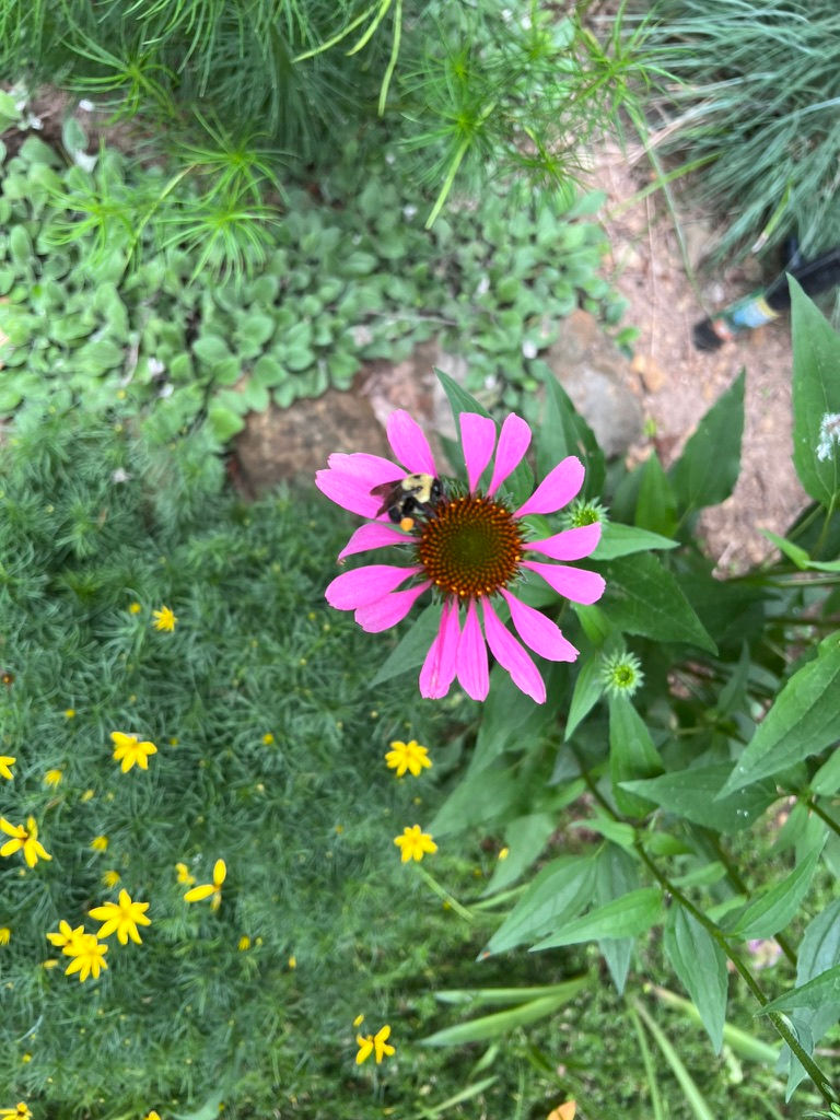 In the garden....