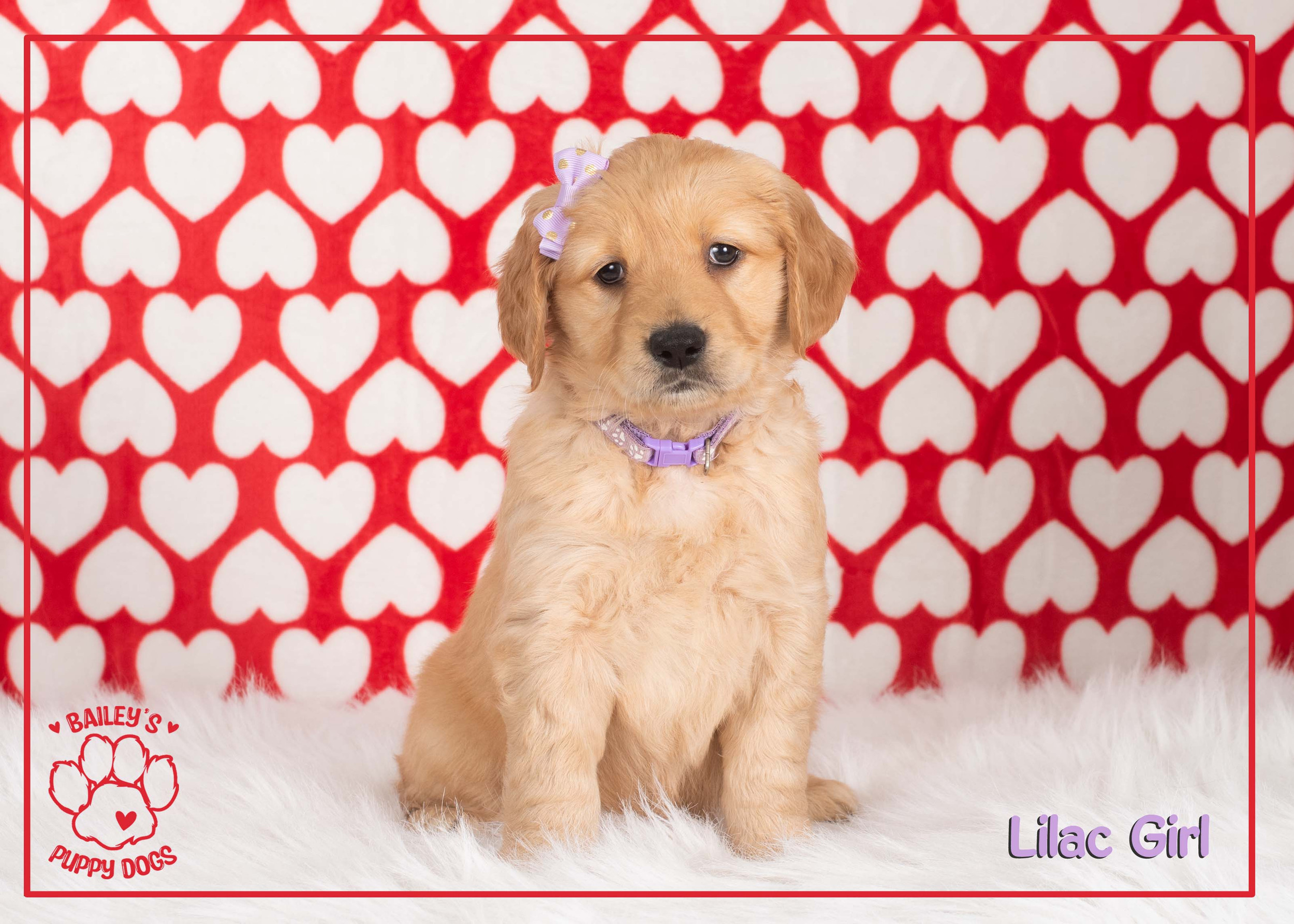 Gallery | Bailey's Puppy Dogs