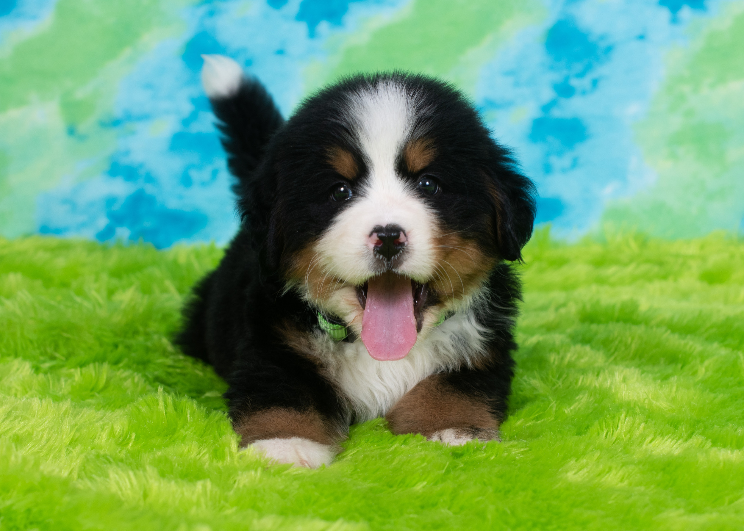 Berner Puppy Information | Bailey's Puppy Dogs