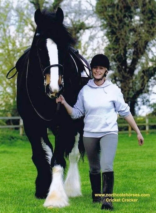 Cricket Cracker - The Tallest Shire Horse In The World | Northcote Horses