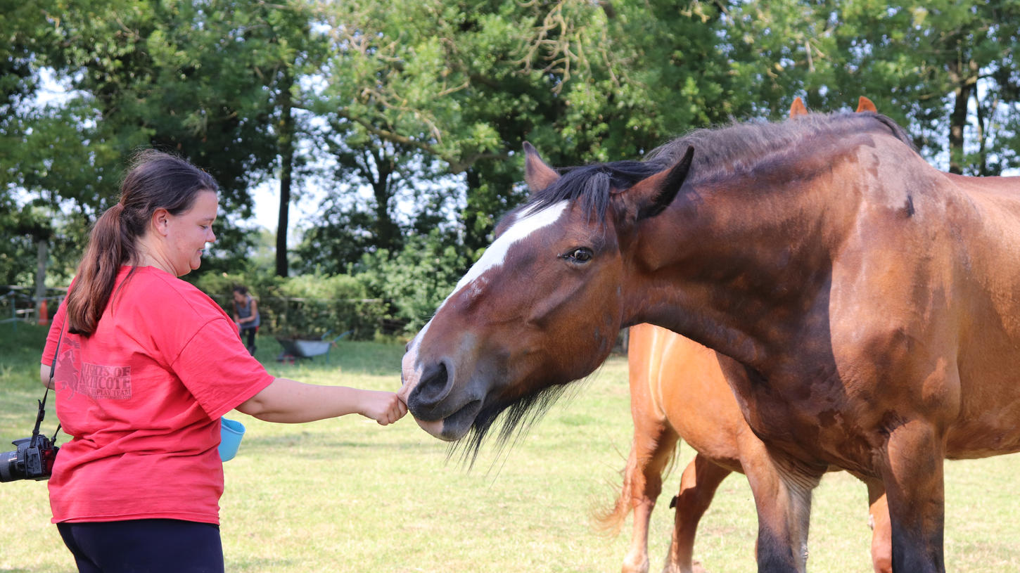 About our Animal Sanctuary | Northcote Horses