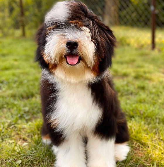 bernedoodle stud uk