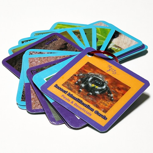 Insect Identification Cards | Tessa Grows