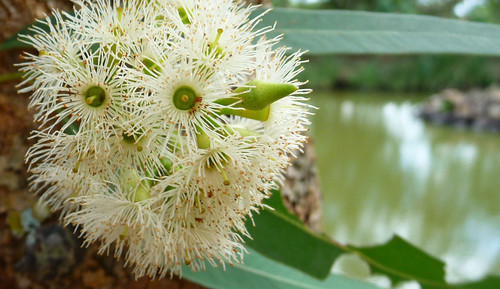 Eucalyptus (Eucalyptus globulus) | Ayoub Naturopathe