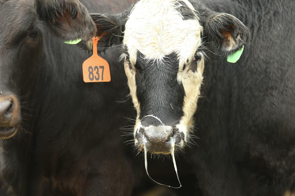 Day of the Cowboy Ranch Rodeo Alabama | dayofthecowboy