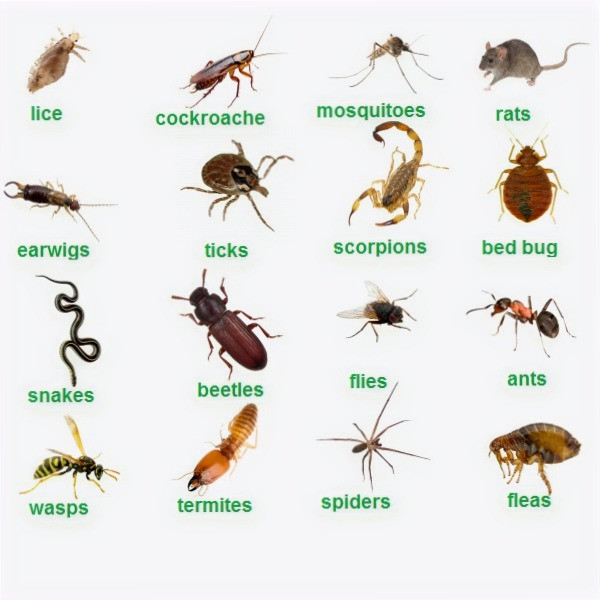 Insect Ages - A Guide to Insect Knowledge for Beginning Pest Control