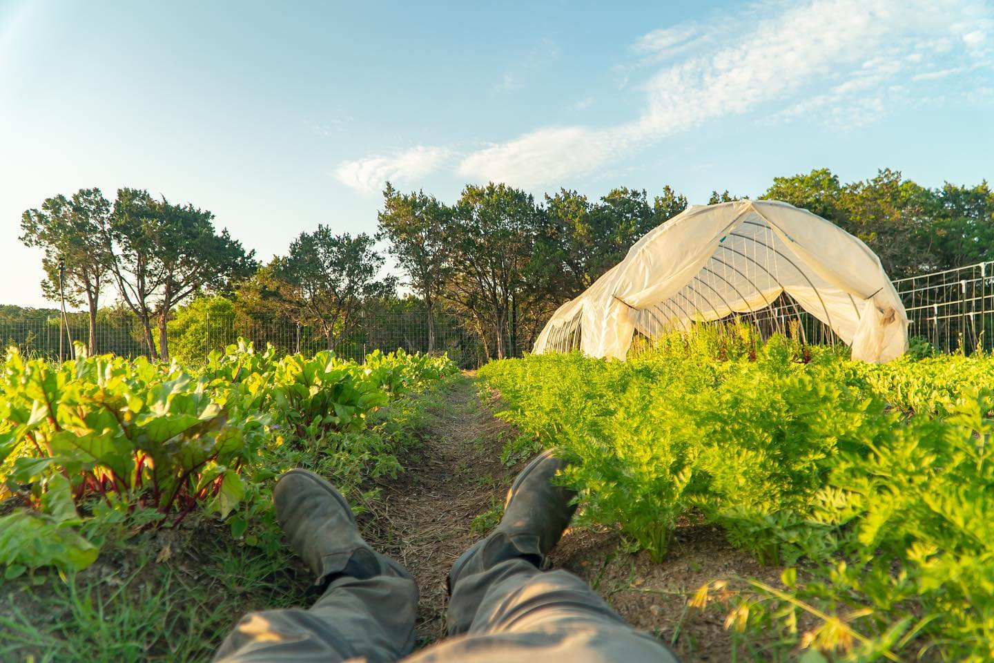 Wild Candy Farm in Wimberley, TX | Experience Regenerative Farming