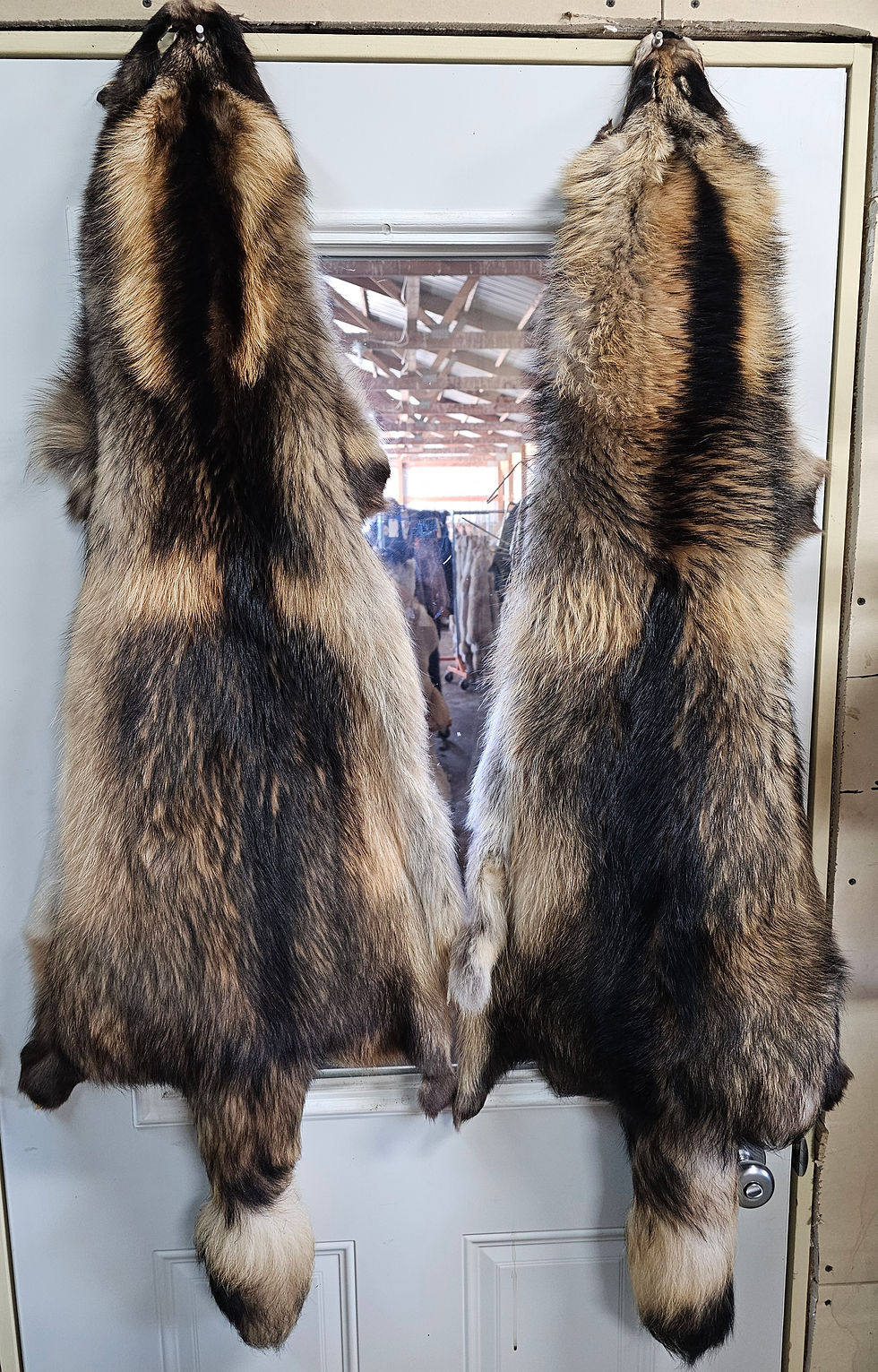 Farm Raised Tanuki Coon Raw Fur Brown | houghfur