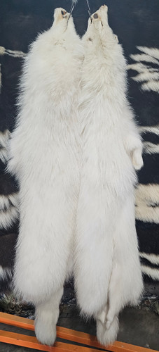 Farm Raised Tanuki Coon Raw Fur White | houghfur
