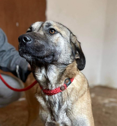 Coka | Balkan Underdogs