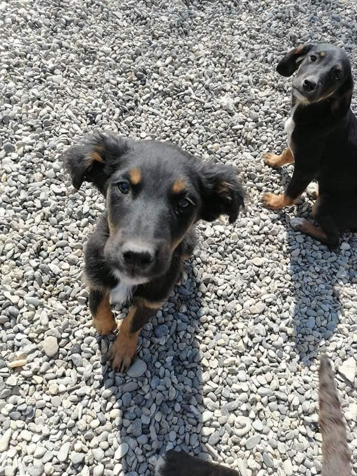 Dogs For Adoption | Balkan Underdogs 24/25