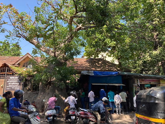 Baobabs | The Mumbai Tree Proj
