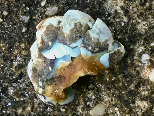 Austral Chiton | Shell Essences