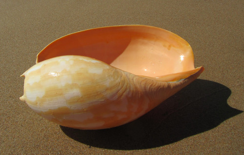Baler Shell | Shell Essences