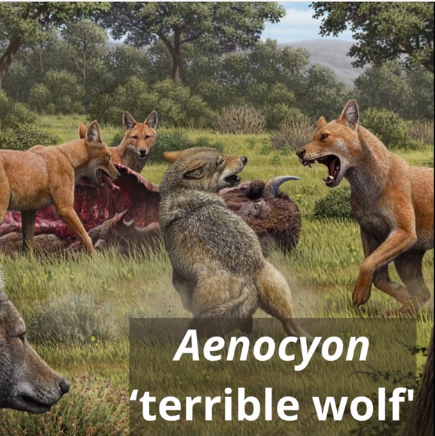 Dire Wolf DNA Analysis Reveals a Surprising Ancestry