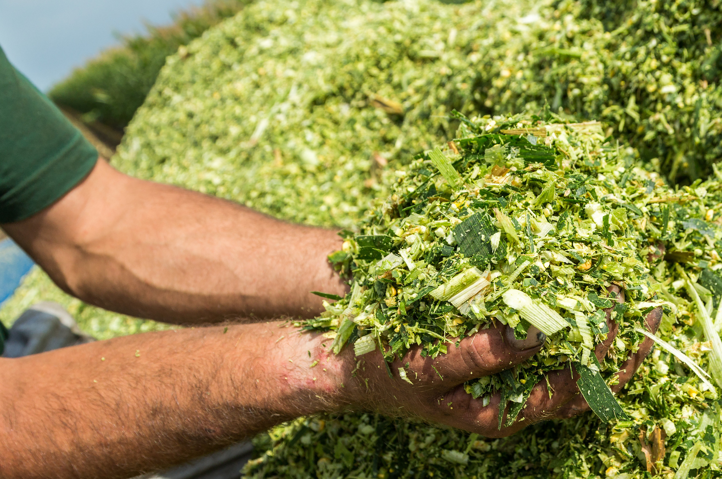 7 Practical Tips for using Crop Inoculant