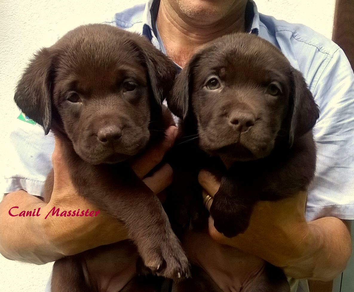 Filhotes de Labrador com pedigree para venda em São Paulo