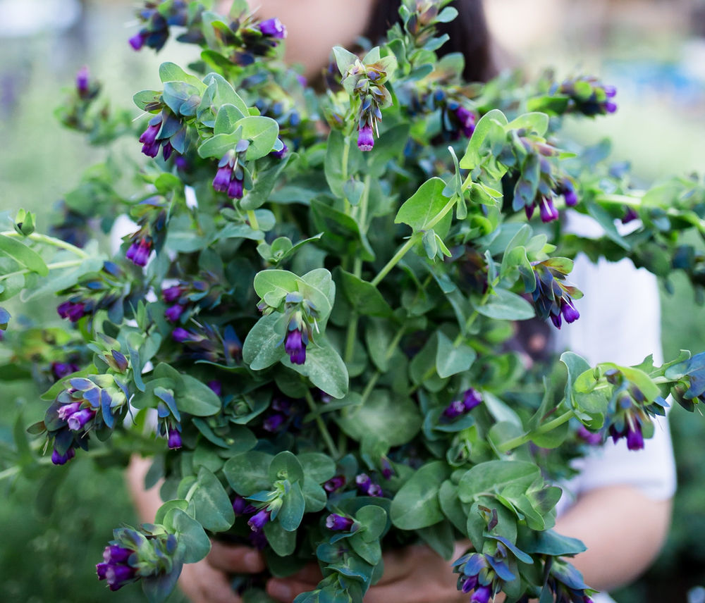 Plant Profile: Growing Cerinthe (Honeywort)