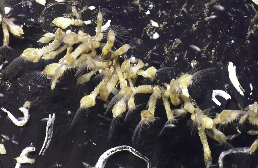 Hydrothermal Vent Life