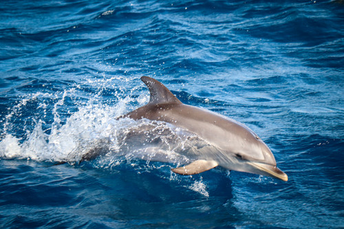 Delfin Tour + snorkeling | atrakcjefuerte