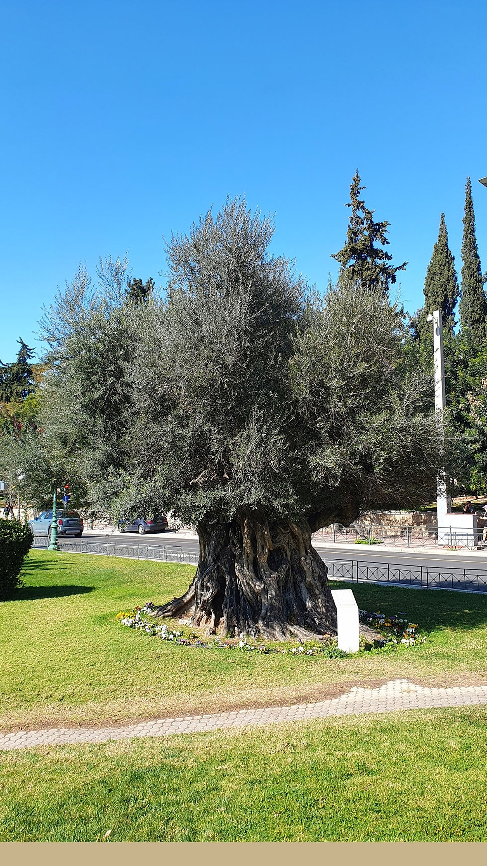 February: The Mediterranean Olive Tree Throughout the Year
