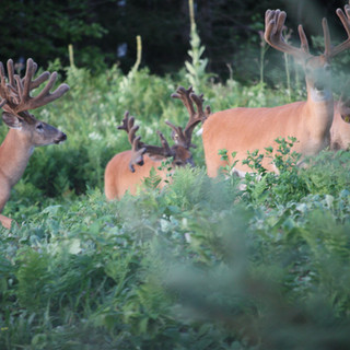 Bucket List Whitetails - Humboldt, MI - Gallery