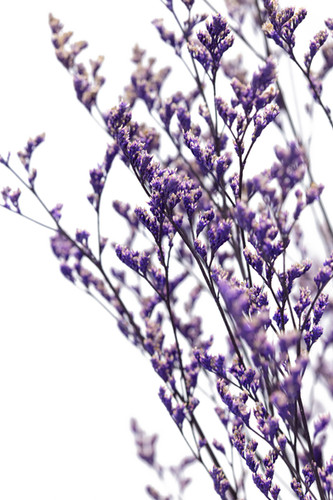 Flor Cáspia | Flores Preservadas | Floralldecor Distribuidora de Flores