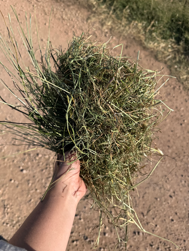 New Season Meadow Hay Mix Bale Baron Pack (Pack of 21 Small Squares ...