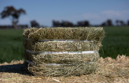 Multicube Teff Compressed Small Square Bale | Mallee Stockfeeds