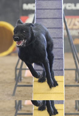 Working Giant Schnauzers