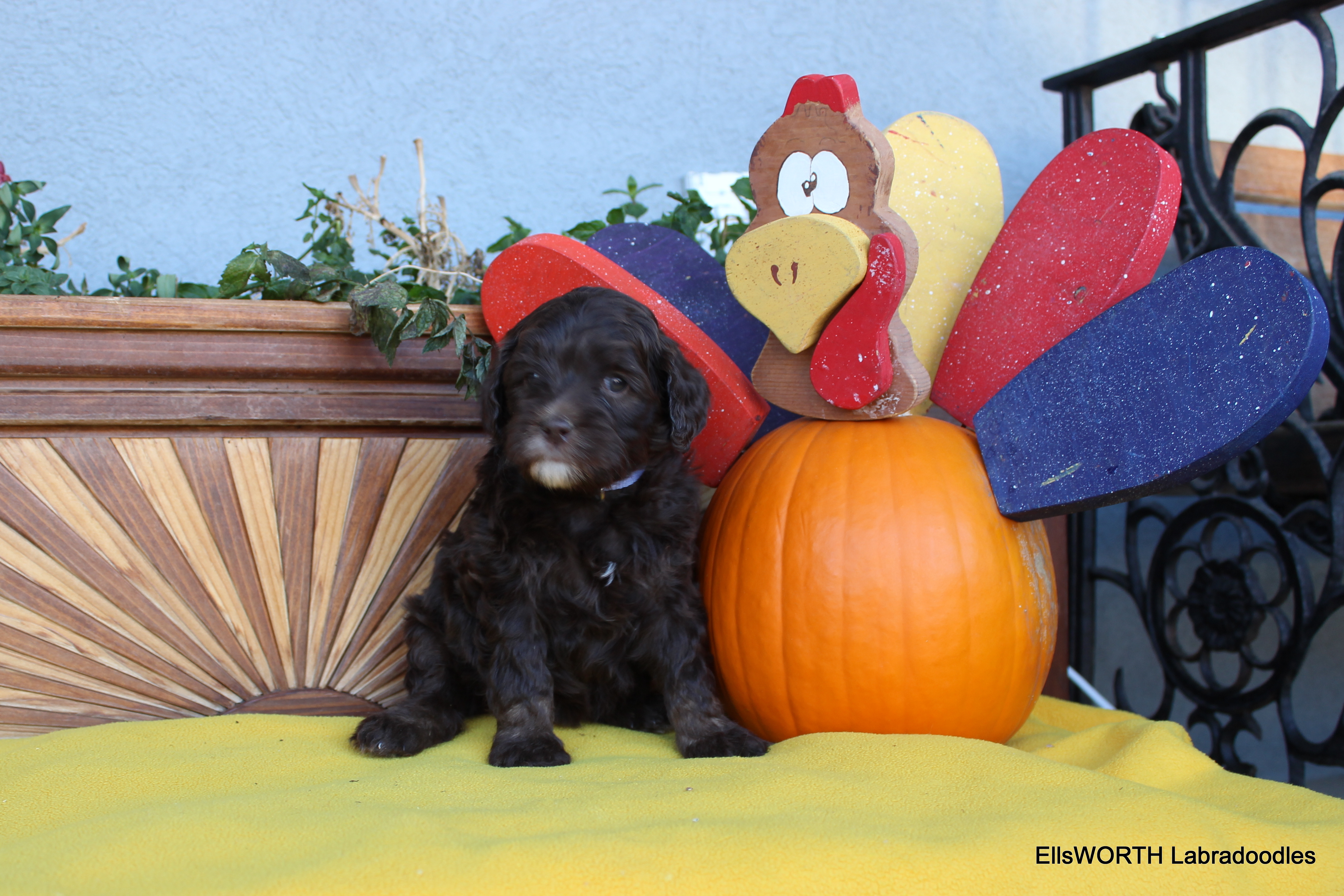 Planned Litters for 2021 | ellsworth-labradoo