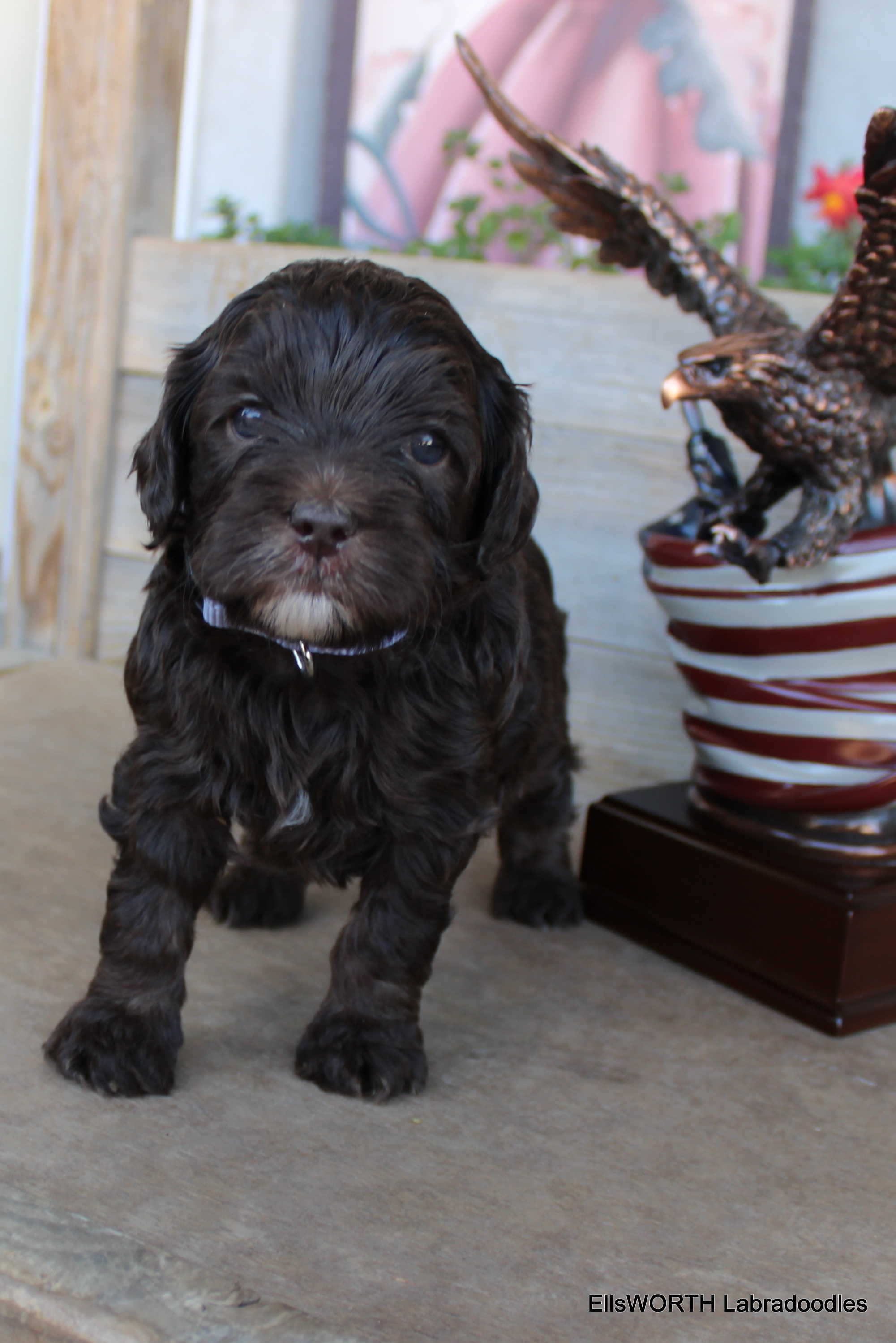 Planned Litters for 2021 | ellsworth-labradoo