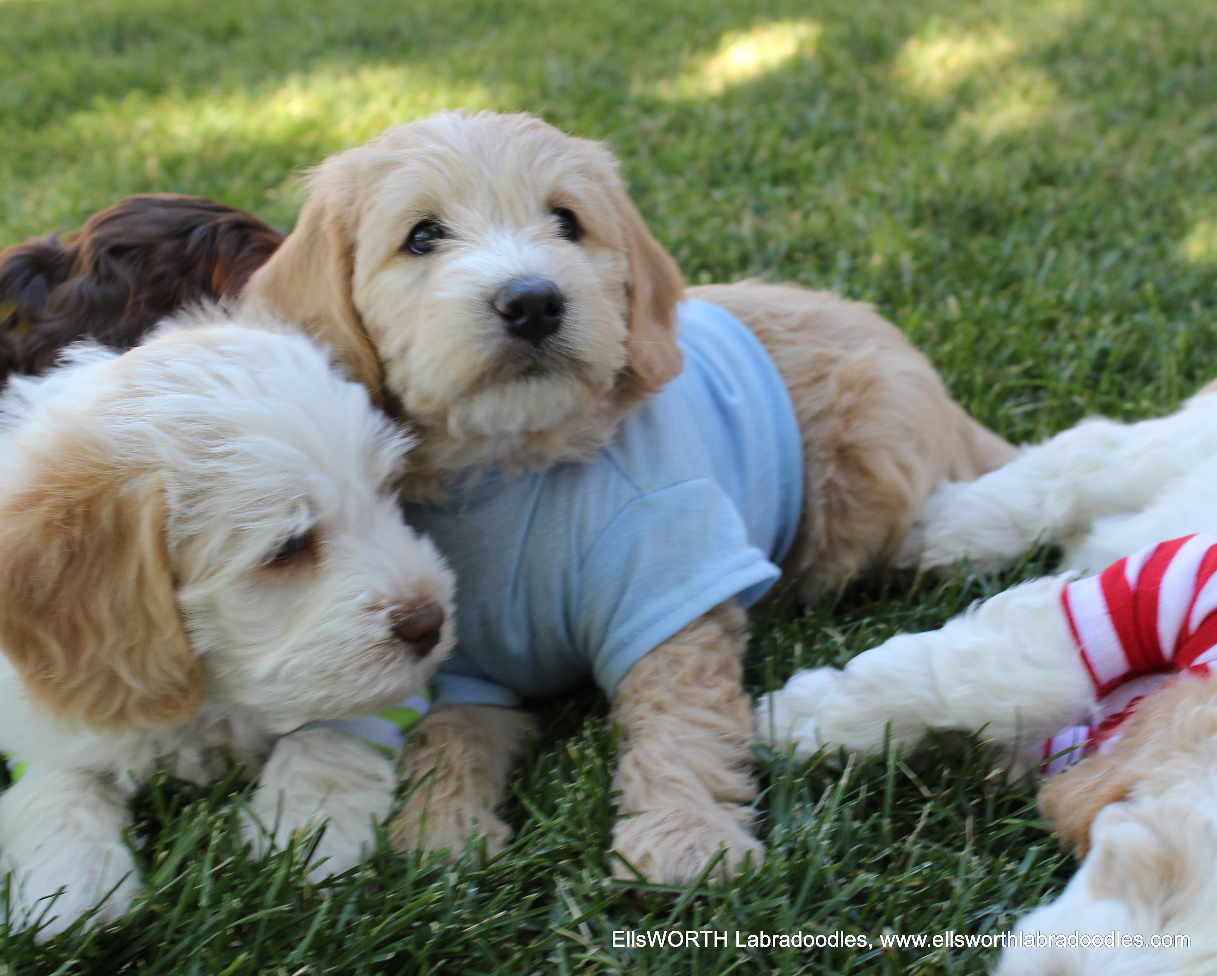 Labradoodle Puppies for Sale: Maui's Litter
