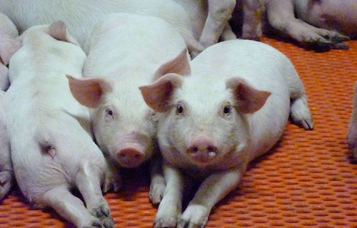 2025 OASV Student Membership | oasv