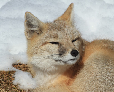 SWIFT FOX 1 | CWWC