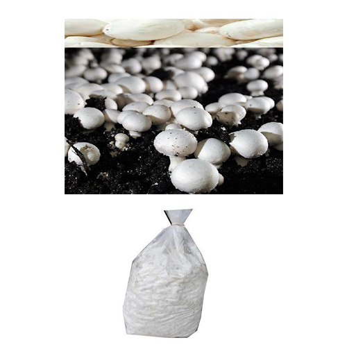 Button Mushroom Spawn (Agaricus bisporus) 2 kg | BM MUSHROOM