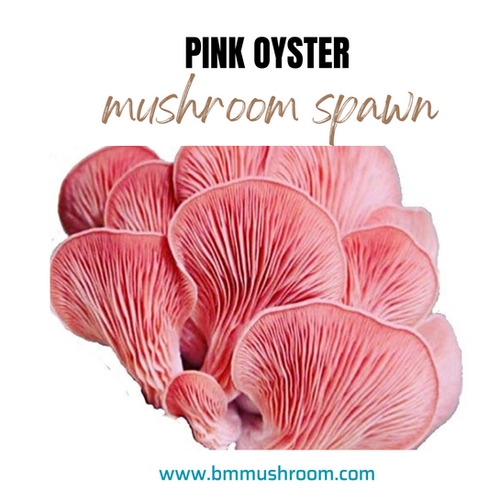 Pink Oyster Mushroom Spawn (Pleurotus djamor) | BM MUSHROOM
