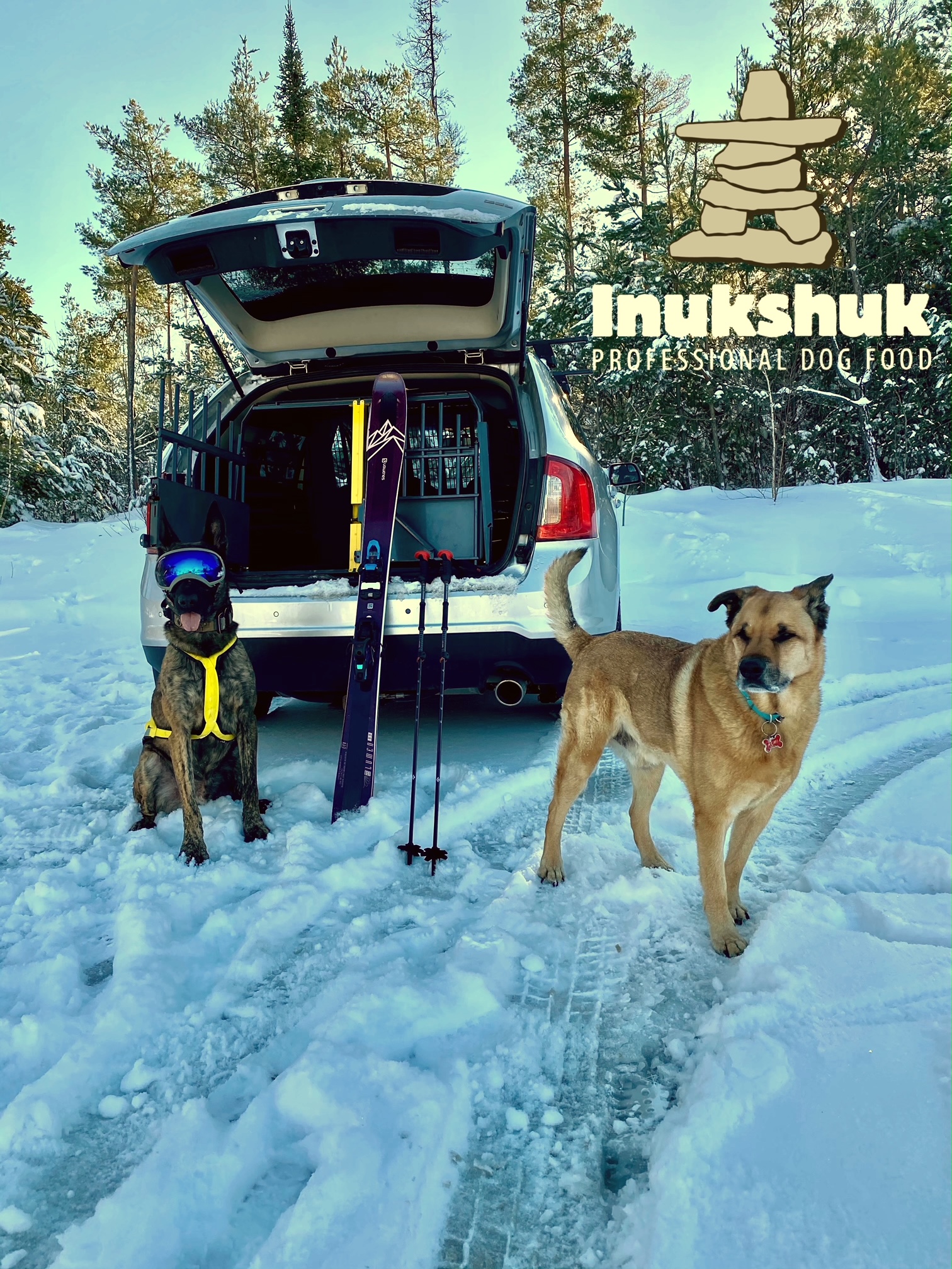 Nordik K9, Dog Training