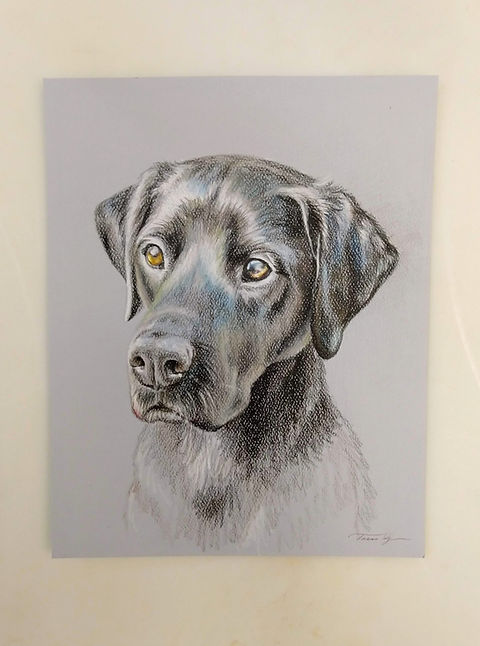 how to draw dog portraits in pencil