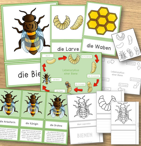 Lebenszyklus Biene (Leporello, Klett-Material und Tafelkarten) | SLL