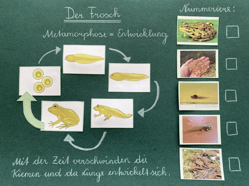 Tafelbildkarten zur Metamorphose des Frosches | SLL