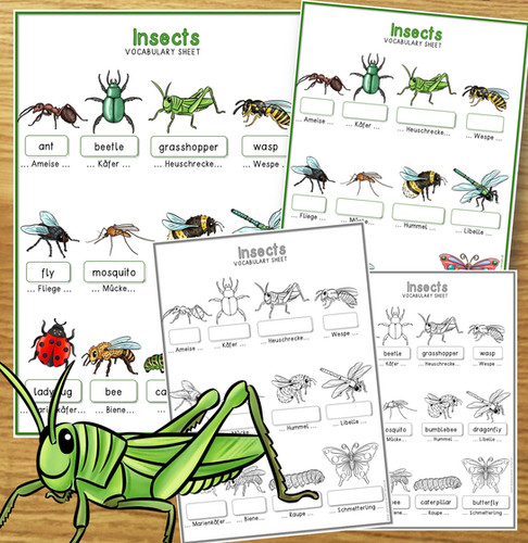 Insects - Vocabulary sheets | SLL