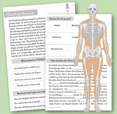 Leseverständnis Skelett und Knochen - Kopiervorlage | SLL