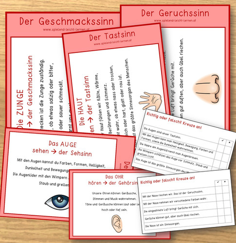 Unsere Sinne – Kartei mit Fragen | SLL