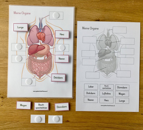 Meine Organe - KLETT | SLL