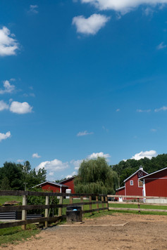 Willow Valley Farm Maryland | Grass Fed Beef