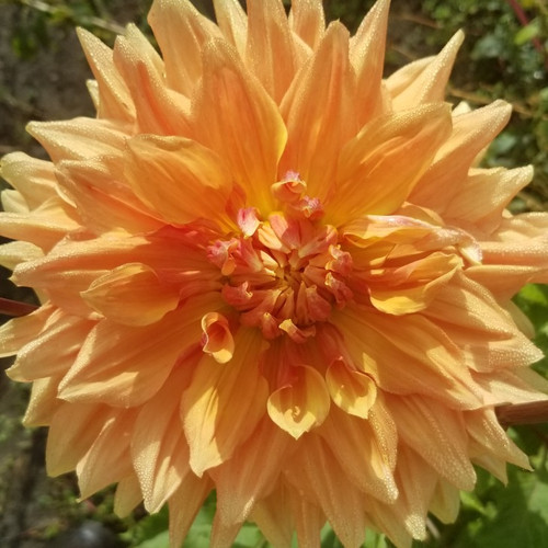 Ben Huston | creekside-growers